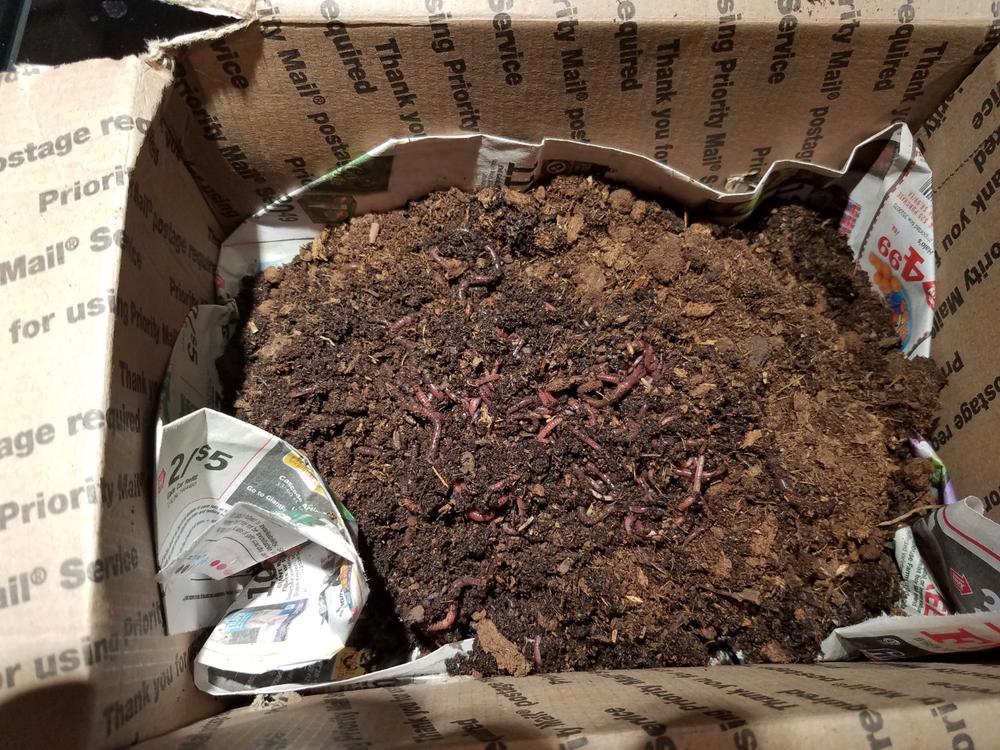 500 Red Composting Worm Mix - Uncle Jim's Worm Farm