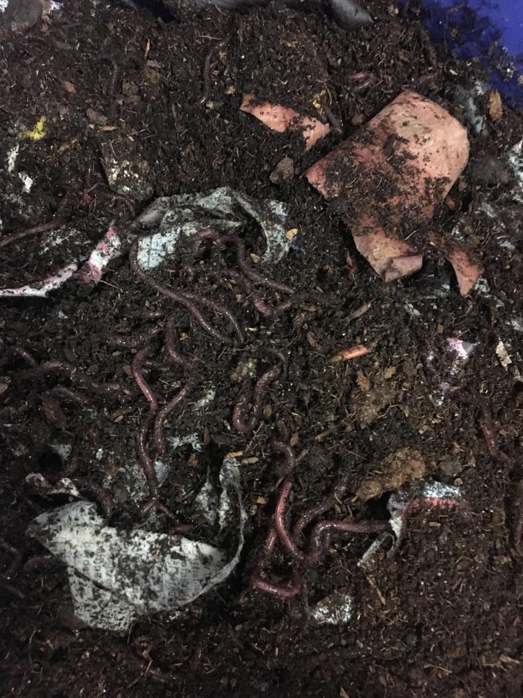 500 Red Composting Worm Mix - Uncle Jim's Worm Farm