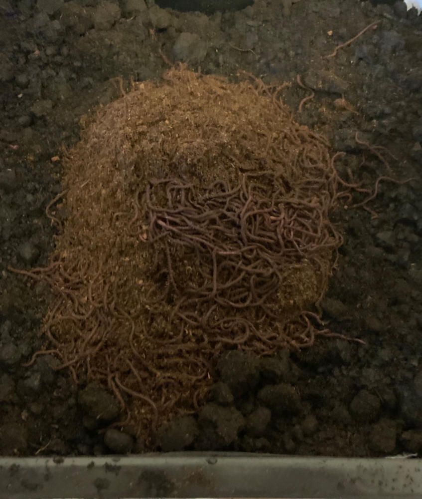 500 Red Composting Worm Mix - Uncle Jim's Worm Farm