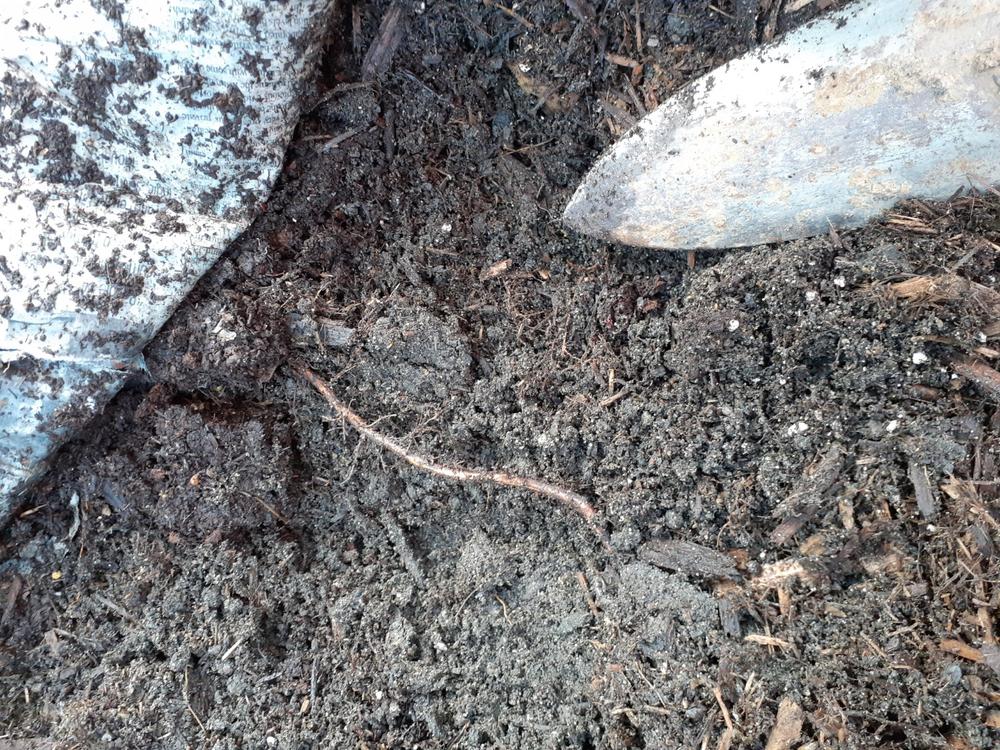 500 Super Red European Night Crawlers - Uncle Jim's Worm Farm