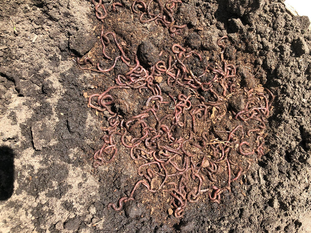 500 Super Red European Night Crawlers - Uncle Jim's Worm Farm