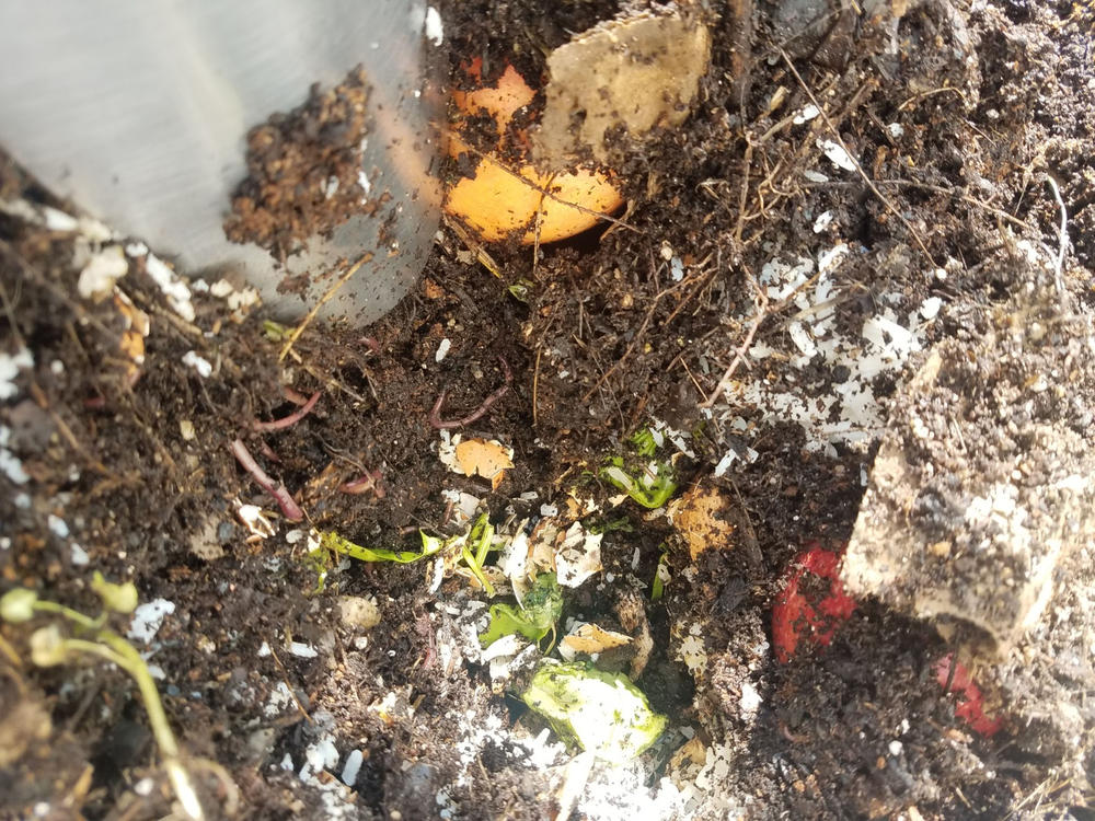 1000 Red Composting Worm Mix - Uncle Jim's Worm Farm