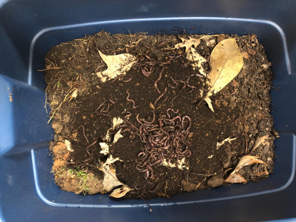 100 Count Super Red European Night Crawler - Uncle Jim's Worm Farm