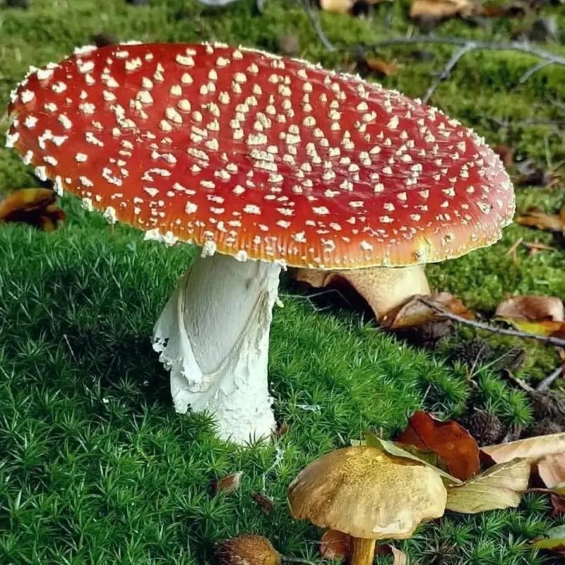 Fly Agaric Tincture – The Jagged Path