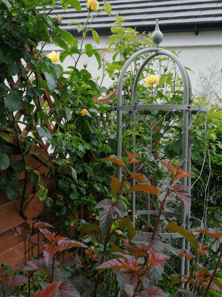 Classic Garden Obelisk | Garden Obelisks | Agriframes
