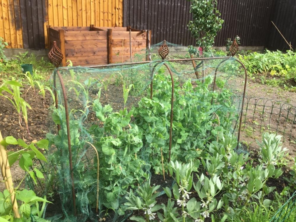 Elegance Pea & Bean Hoops | Plant Frames & Supports | Agriframes