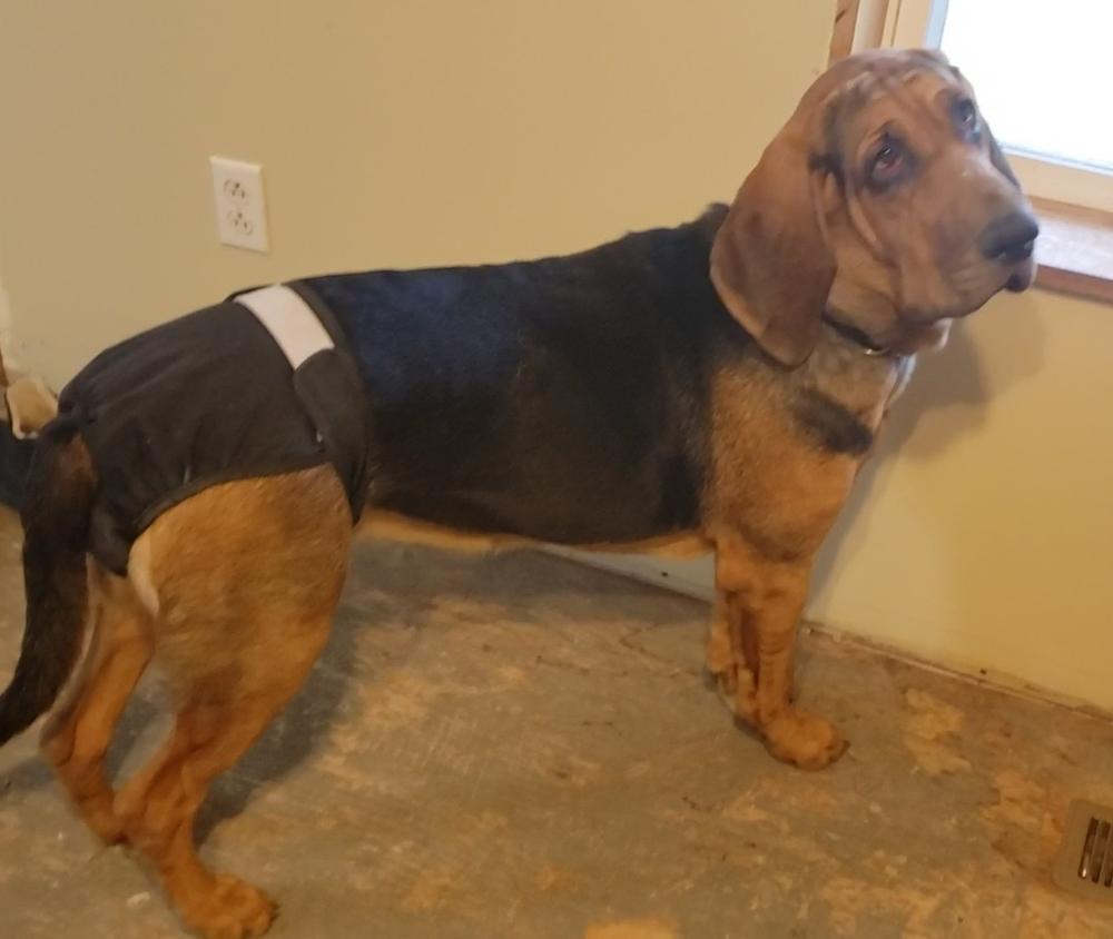 3 Pack Washable Dog Diapers | Male & Female Dog Diapers | Pet Parents®