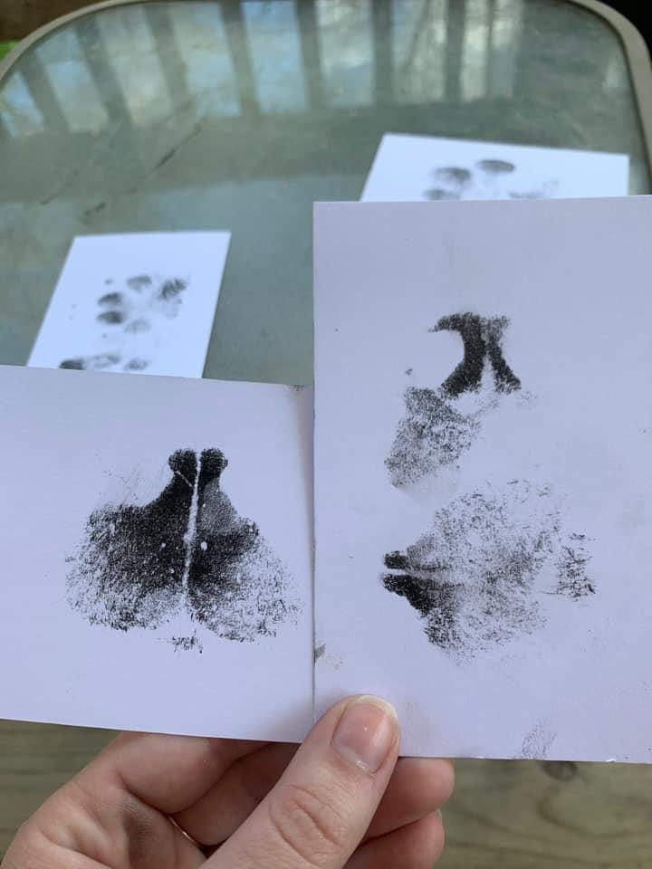 Paw Print Stamp Pads – Fur Gift