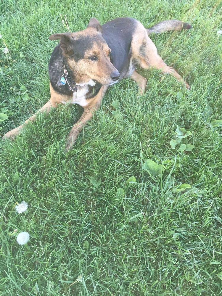 Whole Grain Original | Happy Dog Food