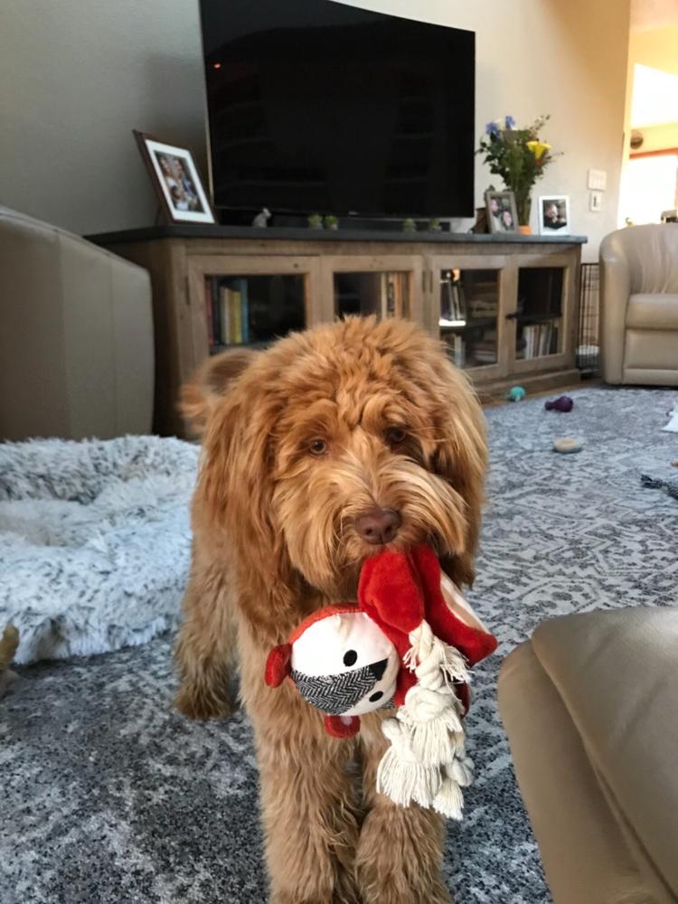 Natural Dog Food Samples | Happy Dog Food