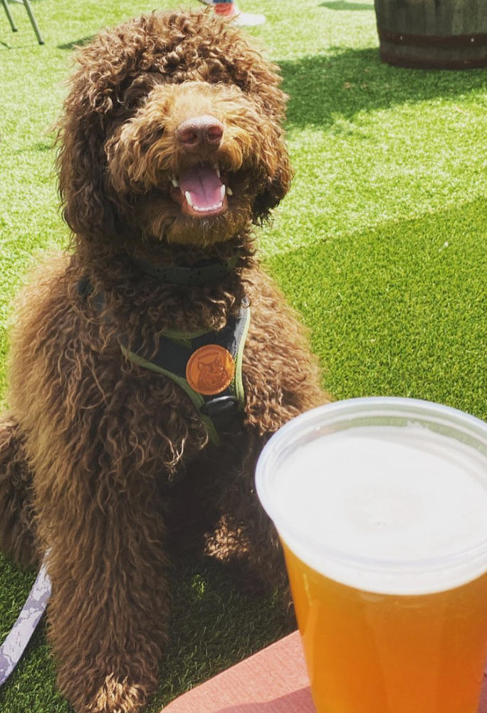 Harness – Wilderdog