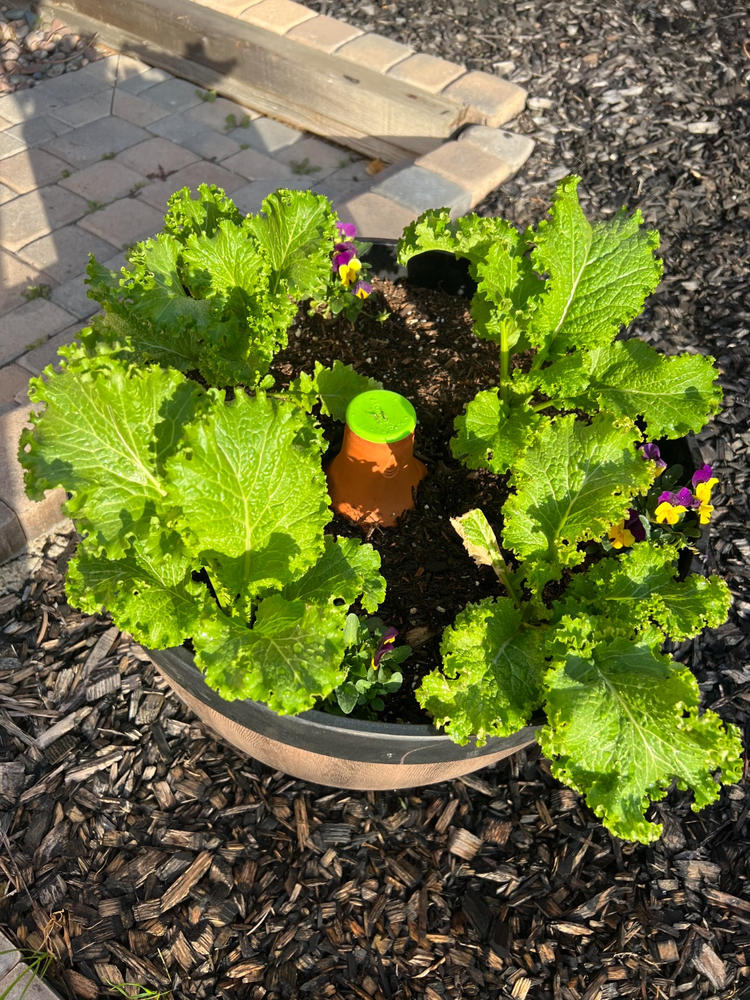 Garden Olla Watering Pot – GrowOya