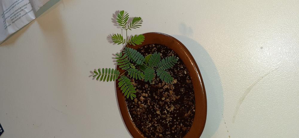 Acacia Bonsai Growing Kit - Bonsai Tree (Pty) Ltd.