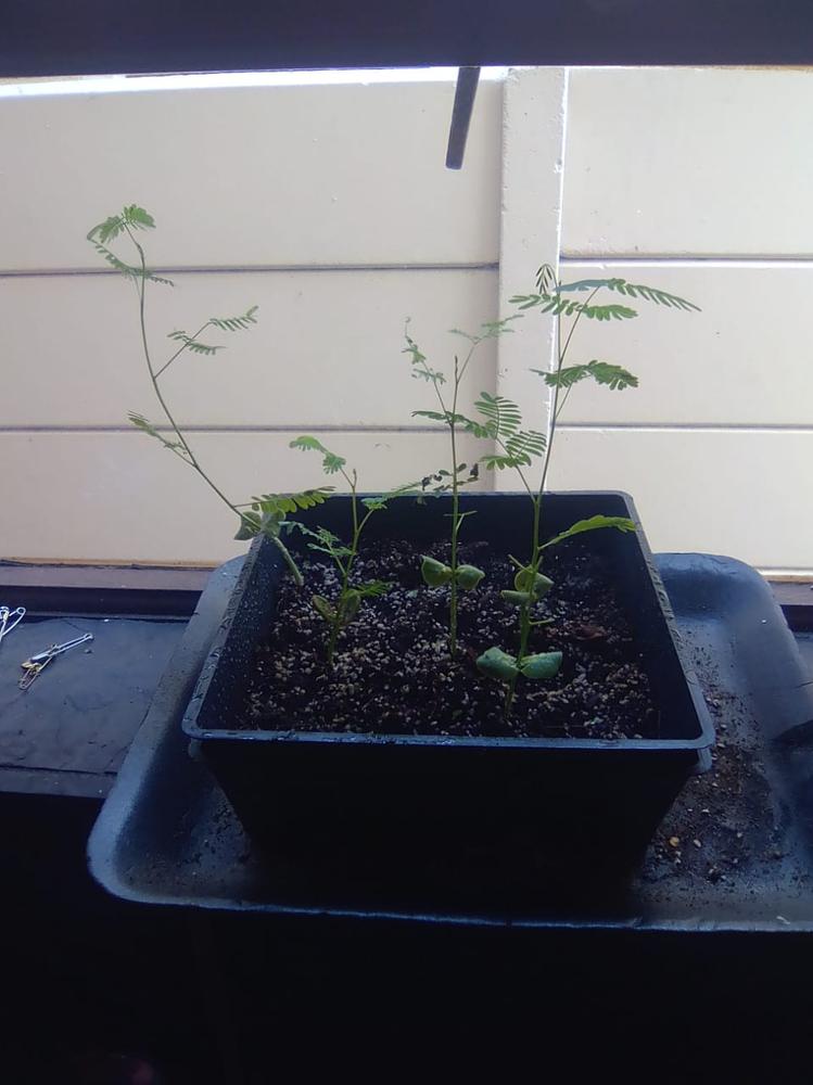 Acacia Bonsai Growing Kit - Bonsai Tree (Pty) Ltd.