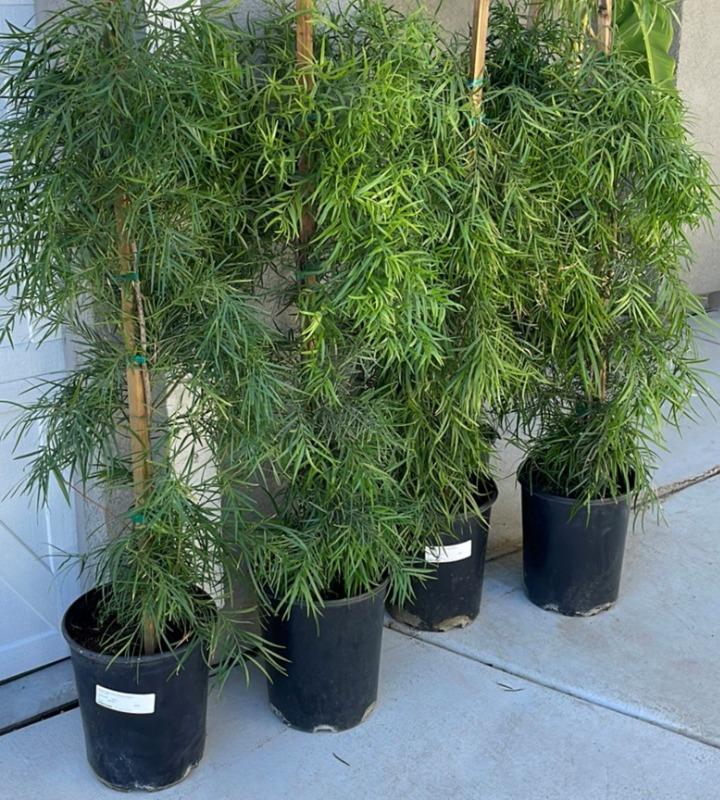 Podocarpus Gracilior