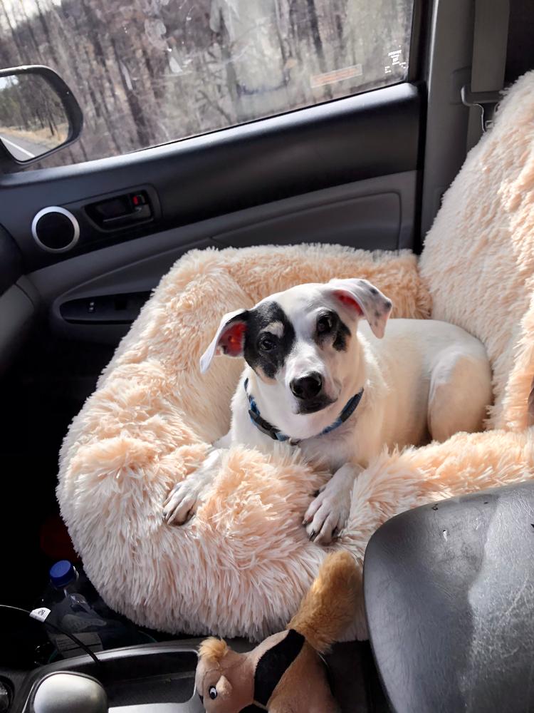 Fluffy Car Bed | New – Pelsbarn.org