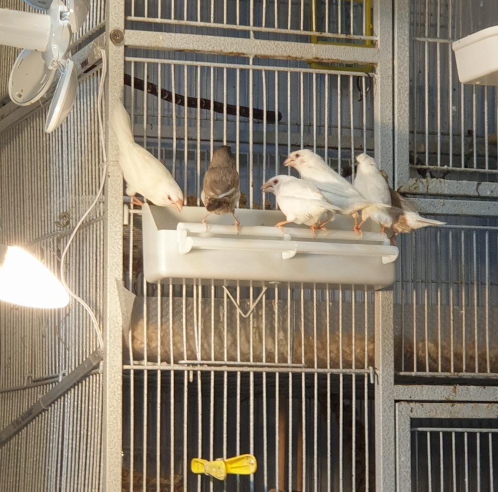 Bird Shower , No Mess Bird Cage Feeder With Drawer Pull Out External ...