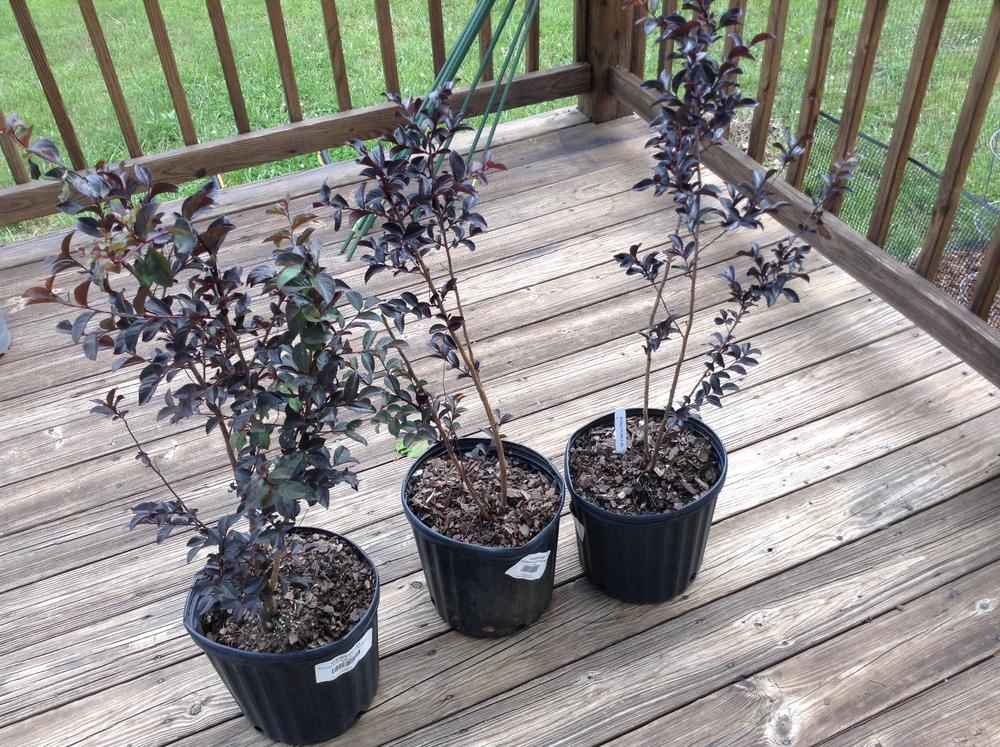 Black Diamond Purely Purple Crape Myrtle — PlantingTree