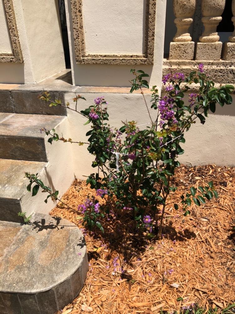 Catawba Crape Myrtle — PlantingTree