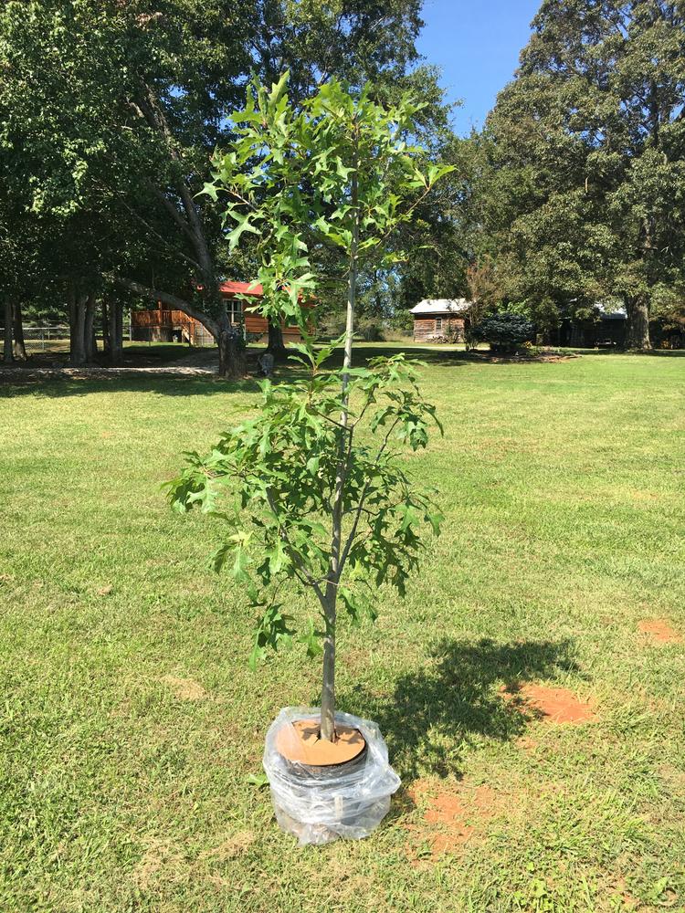 Shumard Oak | Shumard Oak Trees for Sale — PlantingTree