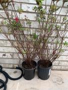 Johanna Azalea | Stunning Red Re-blooming Azalea — PlantingTree