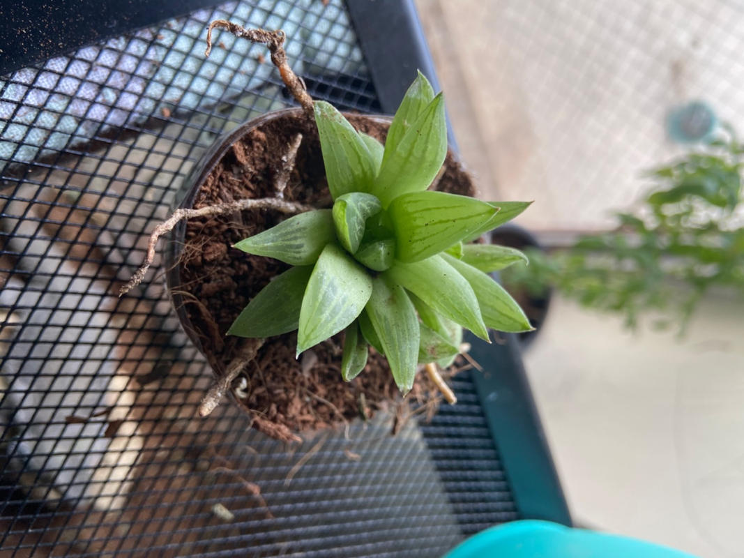 Window Haworthia & Care Instructions - Succulents Box