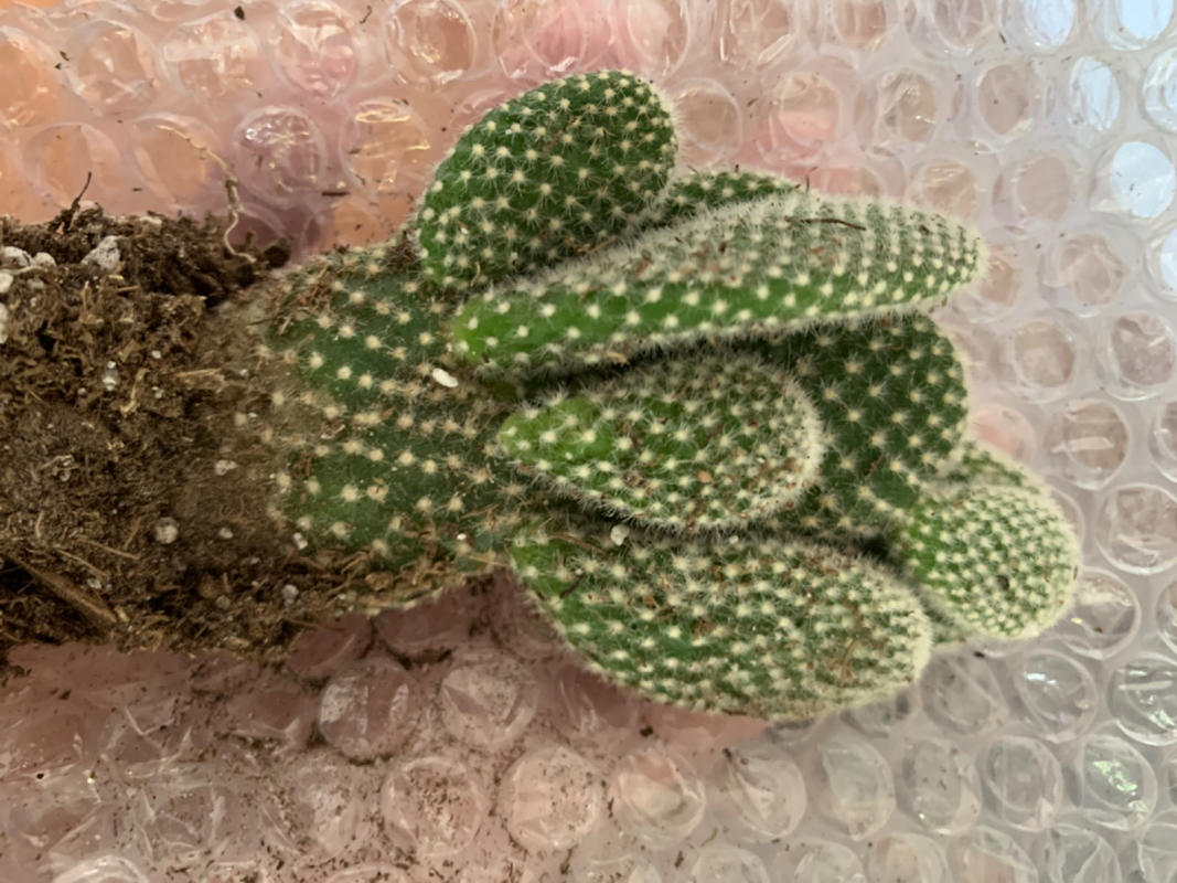 Angel Wing Cactus - Bunny Ears Cactus - Opuntia Microdasys - Succulents Box