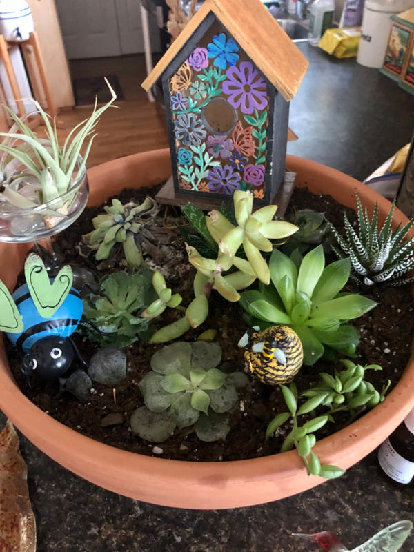 Sedum Fire Storm Sedum Adolphii Golden Sedum | Care Guide - Succulents Box