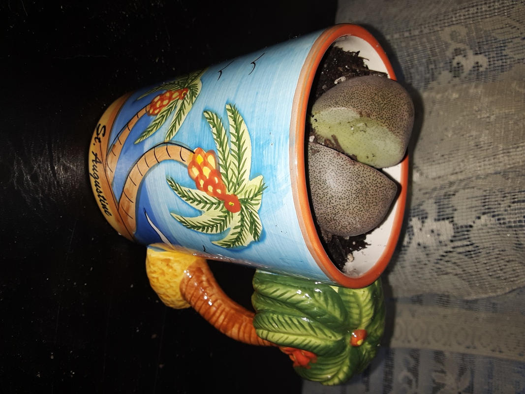 Split Rock Pleiospilos nelii for Sale | Succulent Care - Succulents Box
