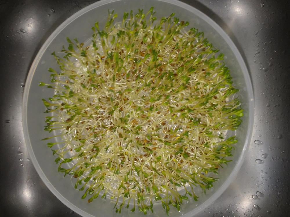 Deluxe Sprouting Starter Kit | 4 Tray Sprouter & 5 Packs of Seeds – My ...