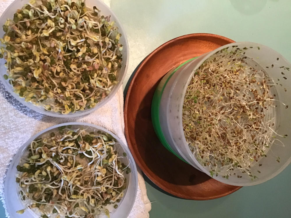 Deluxe Sprouting Starter Kit | 4 Tray Sprouter & 5 Packs of Seeds – My ...