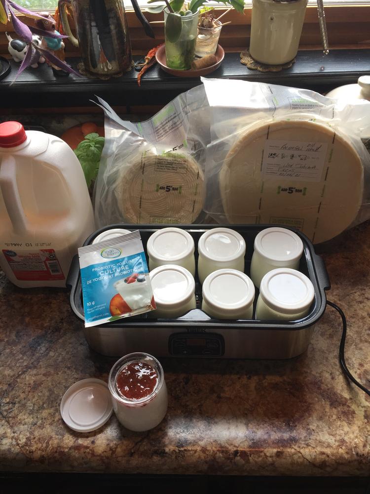 Yogurt Starter Culture (Bulgarian) | Yogurt Making | Cheese Making Yogurt Starter Culture (Bulgarian) | Yogurt Making | Cheese Making