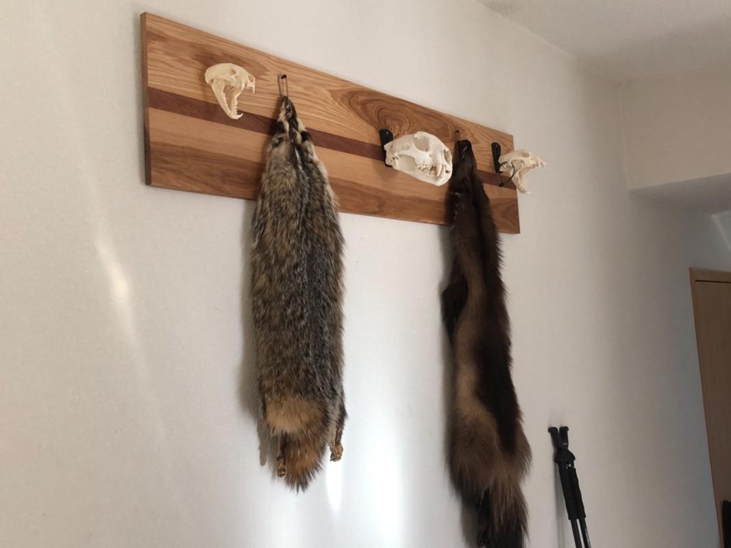 Real American Badger Skull For Sale – Skulls Unlimited International, Inc.