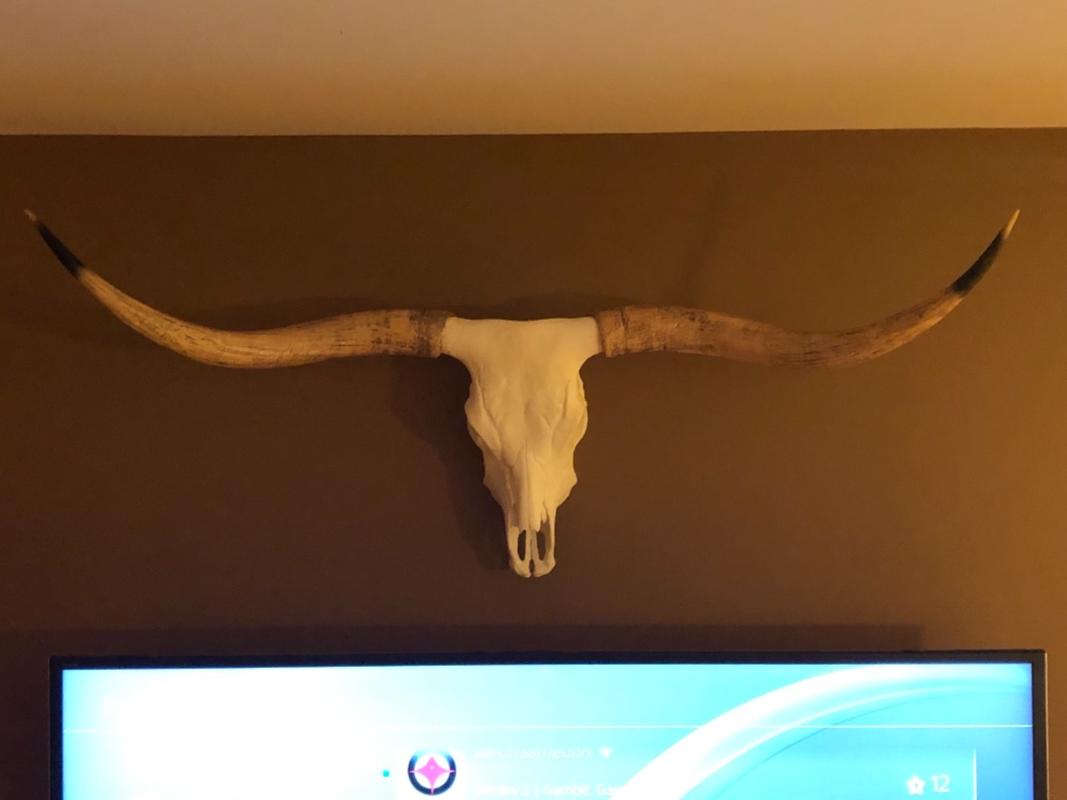 Replica Longhorn Skull For Sale – Skulls Unlimited International, Inc.