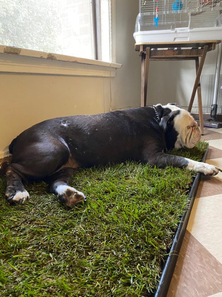 The Fresh Patch XL Patch, the best Dog Potty for Patio or Balcony