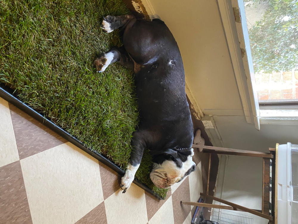 The Fresh Patch XL Patch, the best Dog Potty for Patio or Balcony