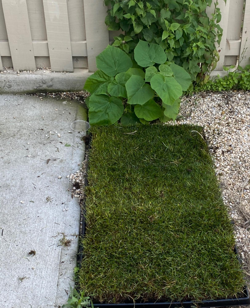 Fresh Patch XL- Dog Potty for Patio