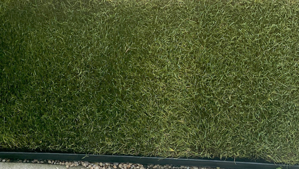 Fresh Patch XL- Dog Potty for Patio