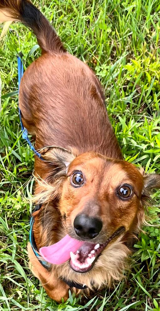 Basic Fleece Pullover – WeenieWarmers