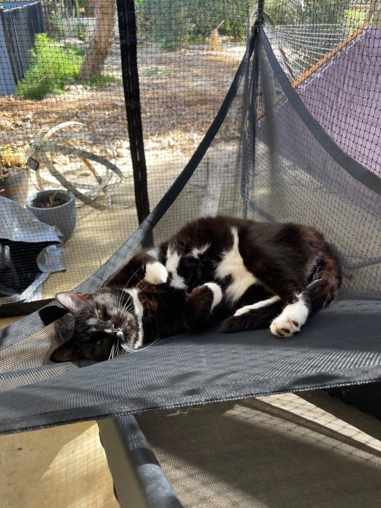 Premium Portable Cat Enclosure 1.8m – Catnets