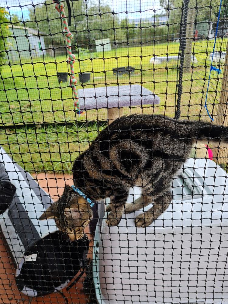 Premium Portable Cat Enclosure 1.8m – Catnets New Zealand