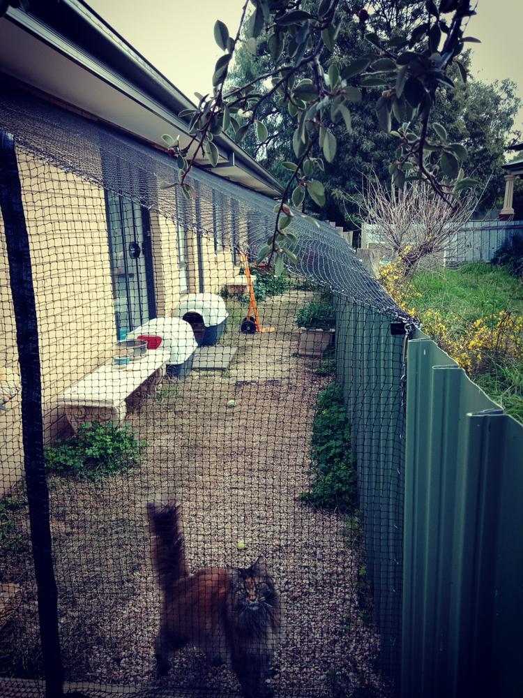 Cat Netting 10m x 10m Black – Catnets New Zealand