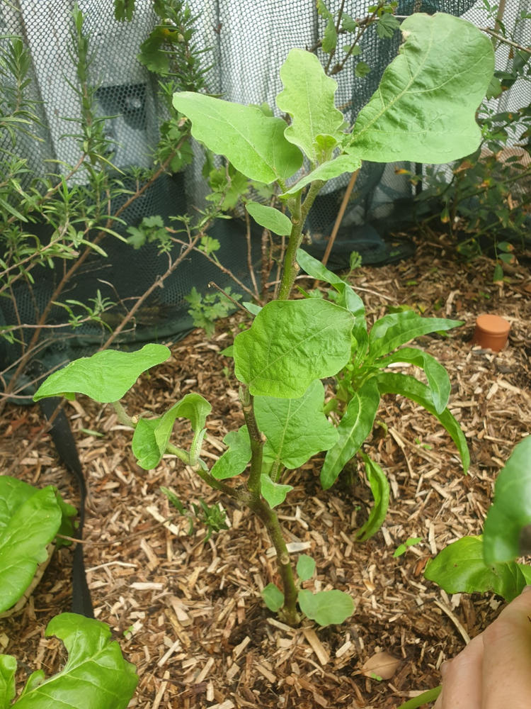 Olla Pot Small | Garden Self Watering Pot | Up On The Rooftop