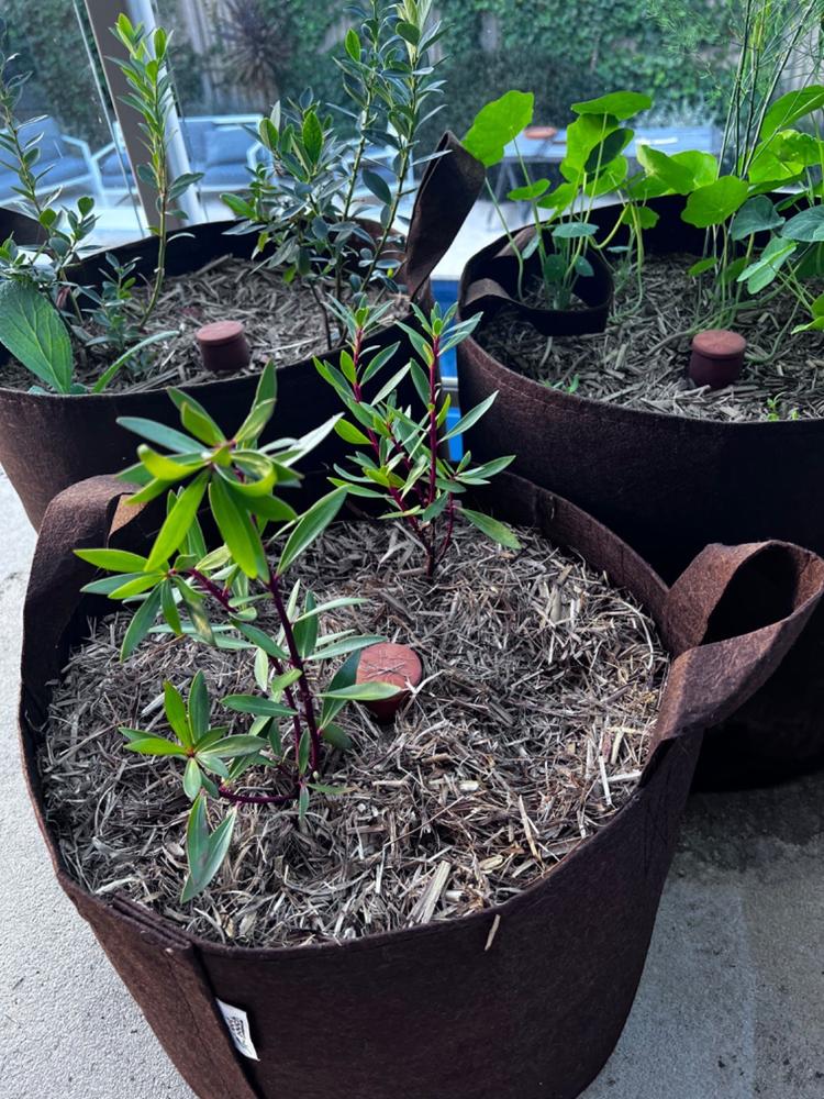 Brown Root Pouch| Fabric Grow Bag | Up On The Rooftop