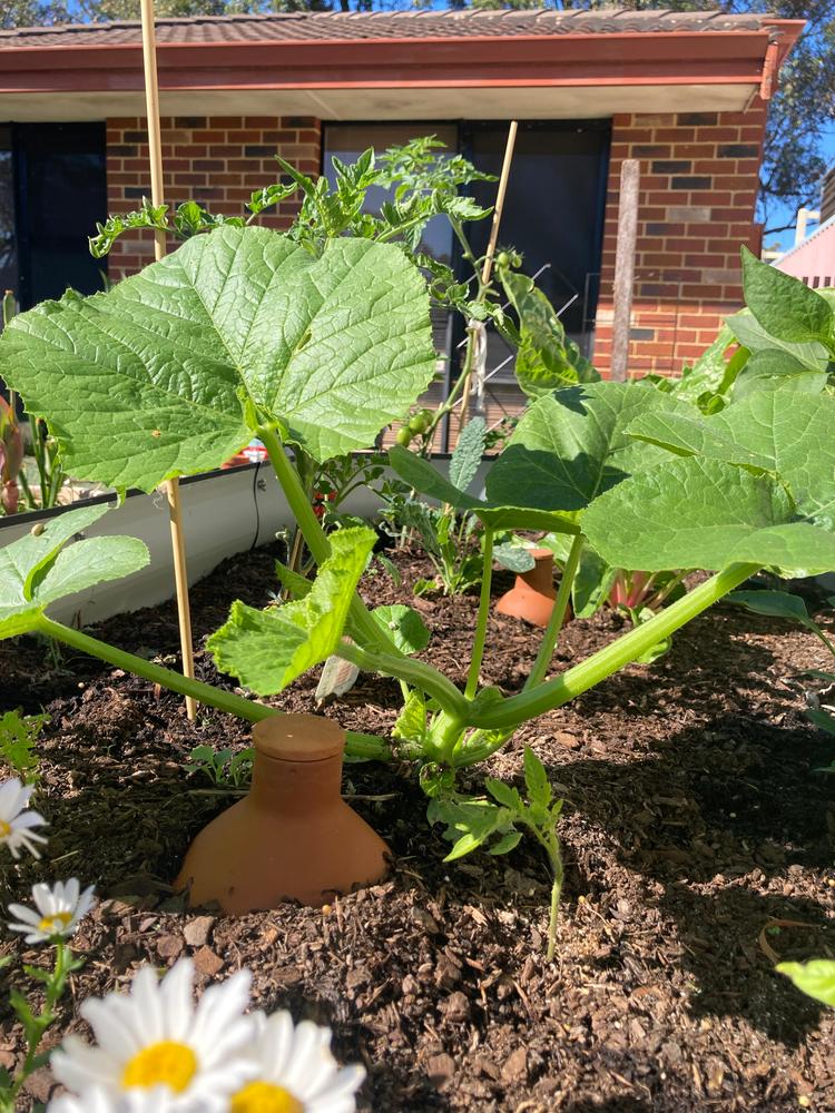 Watering Olla Pot Set Australia | Up On The Rooftop