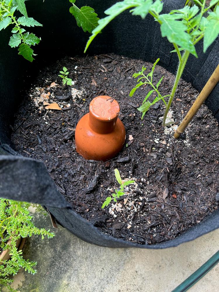 Watering Olla Pot Set Australia | Up On The Rooftop