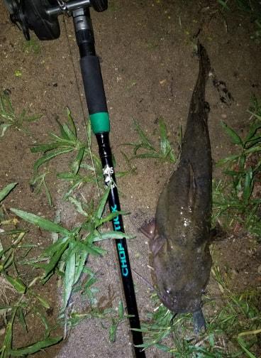 Original Chop Stick Catfishing Rod: Medium Heavy, 7' 6", 2-Piece, Sens ...