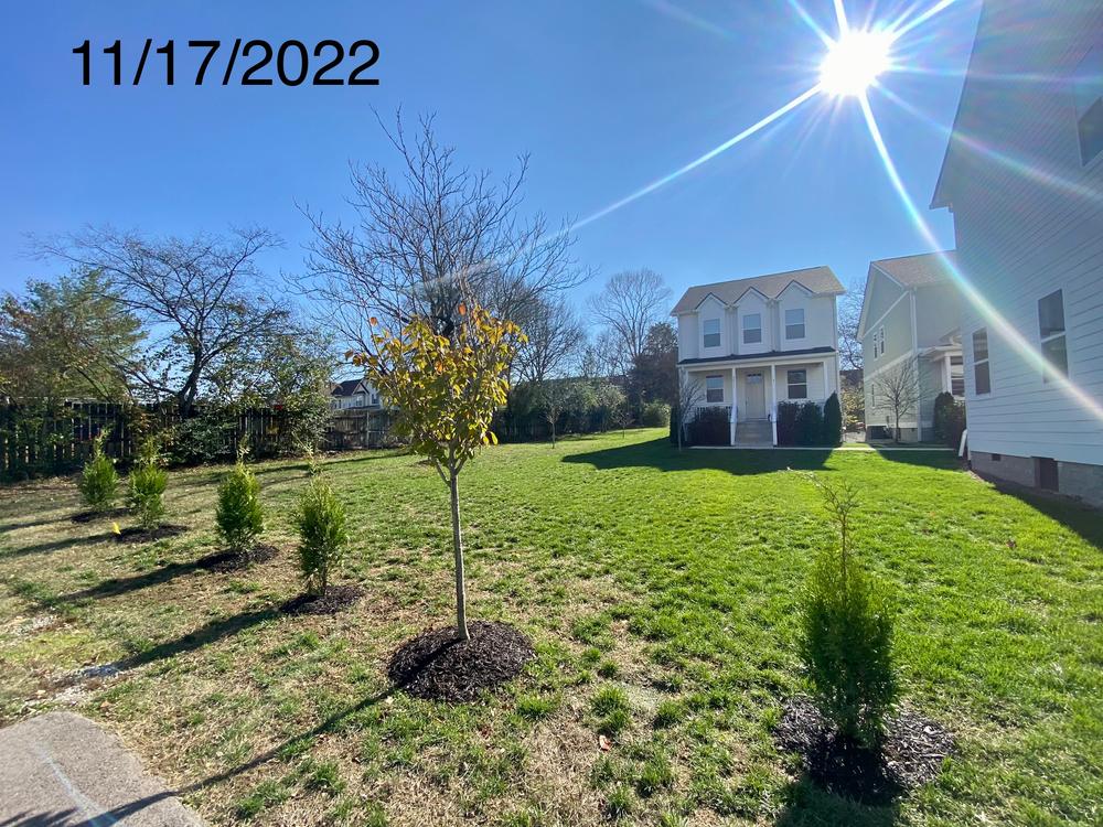 Thuja Green Giants for Sale | FastGrowingTrees.com