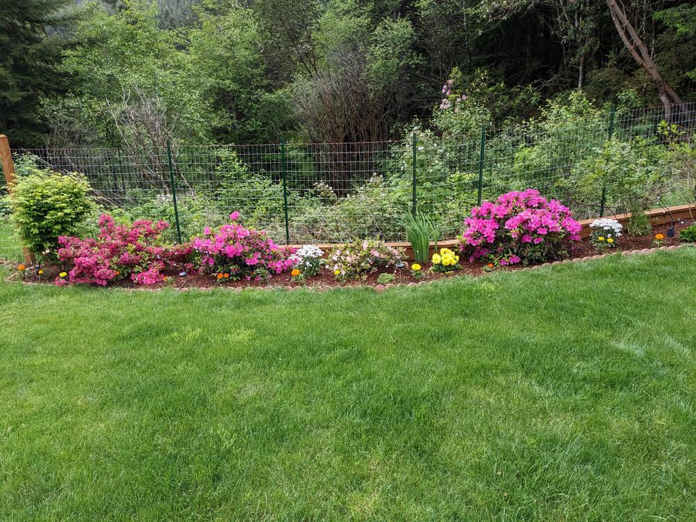 Autumn Royalty® Encore® Azaleas for Sale – FastGrowingTrees.com