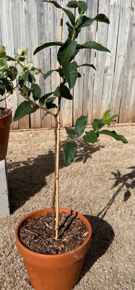 Ruby Supreme Guava Trees for Sale – FastGrowingTrees.com